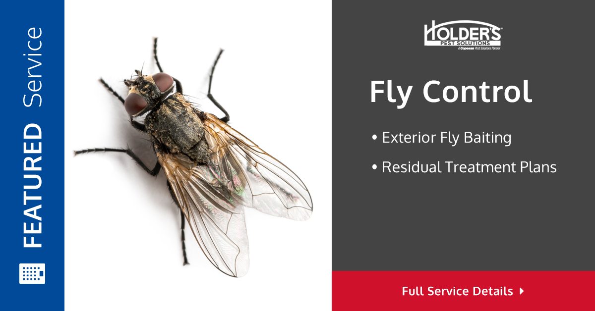 Fly Control For Restaurants In Houston | Holder's Pest Solutions