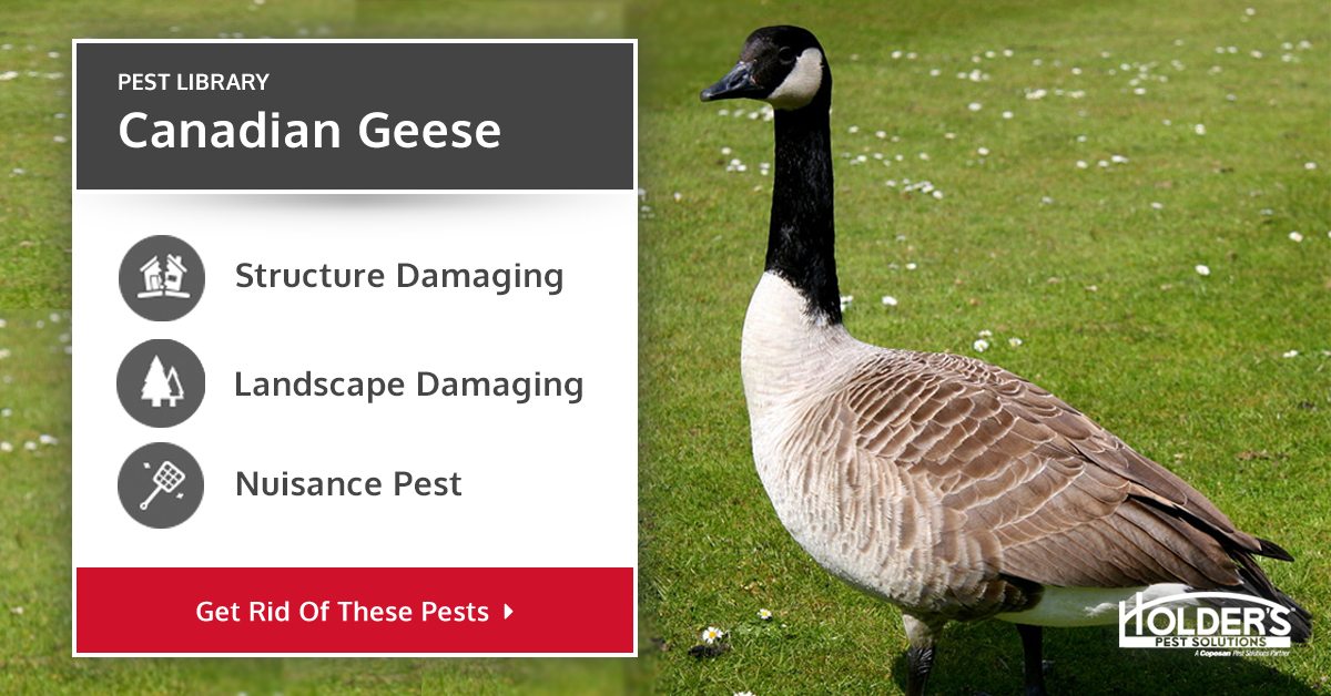 Canadian Geese in Houston | Holder's Pest Solutions