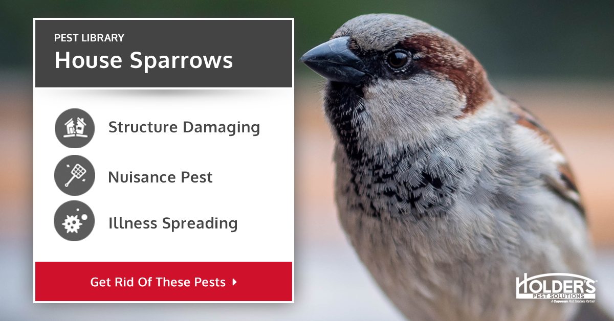 House Sparrow - Types, Facts, and How to Identify | House Sparrow ...