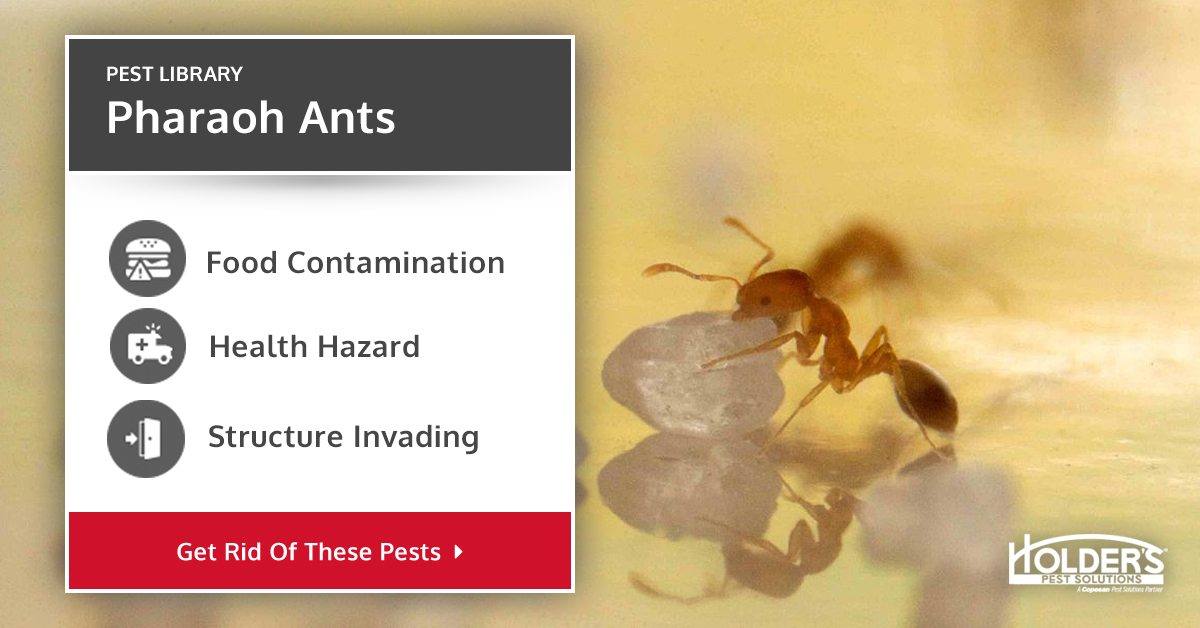 Pharaoh Ants - - Types, Facts, and How to Identify | Pharaoh Ant ...