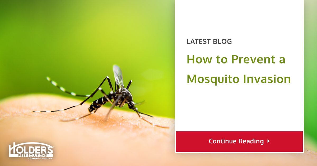 Eliminate Mosquitoes & Prevent Invasions - Holder's Pest
