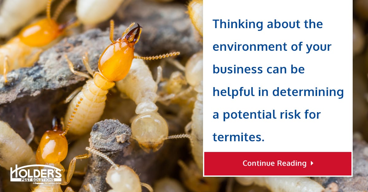 Identify Commercial Property Termite Risk | Holder's Pest