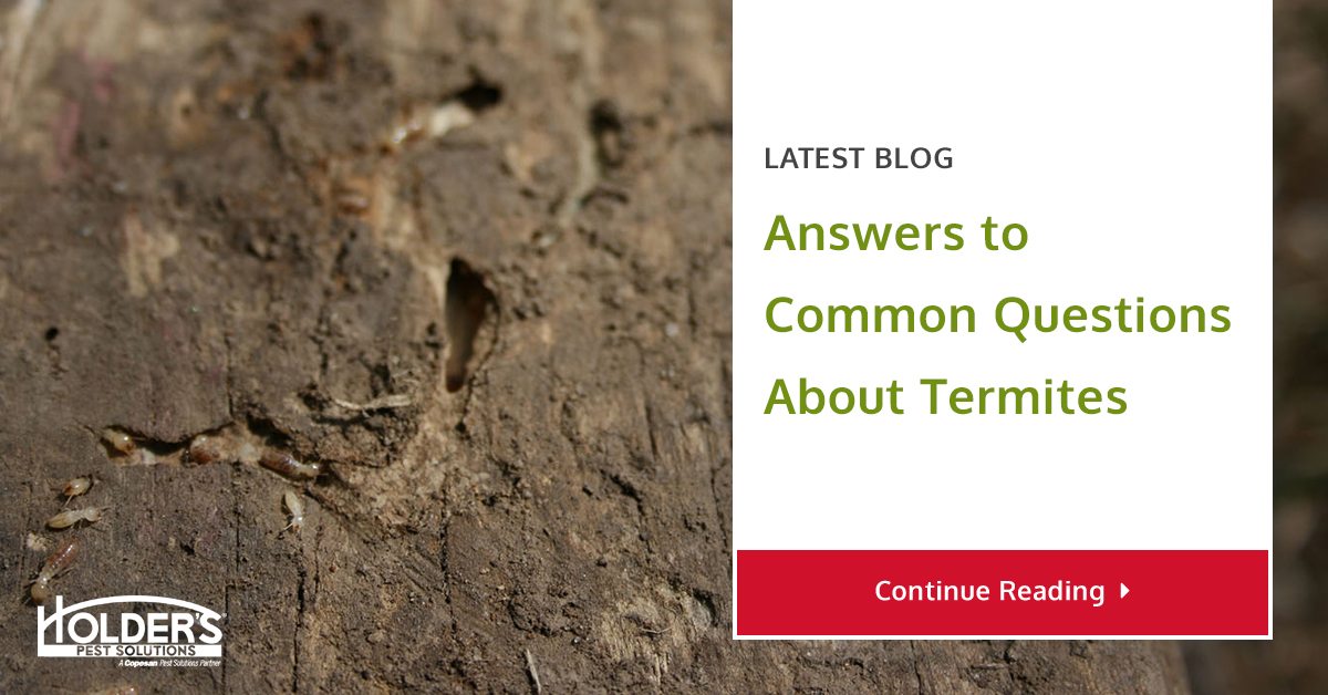Common Questions About Termites | Holder's Pest Solutions