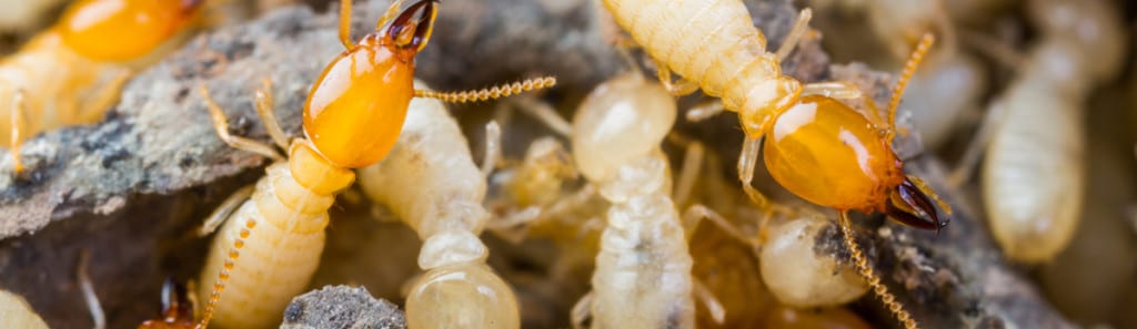 Identify Commercial Property Termite Risk | Holder's Pest
