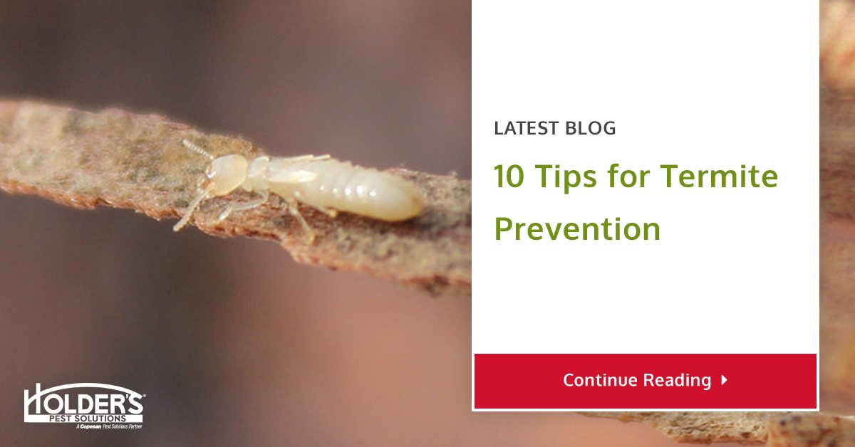 10 Tips for Termite Prevention | Holder's Pest Solutions