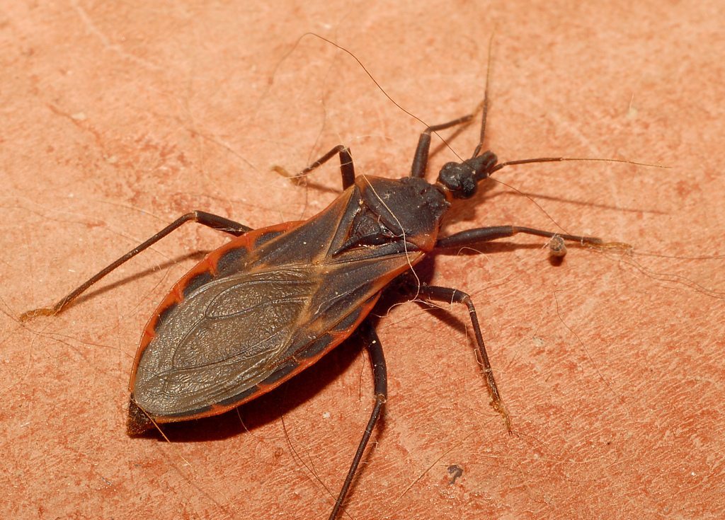 Kissing Bugs in Texas - FAQs | Holder's Pest Solutions
