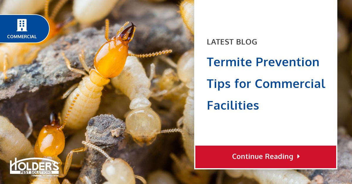 Termite Prevention for Businesses | Commercial Termite Tips