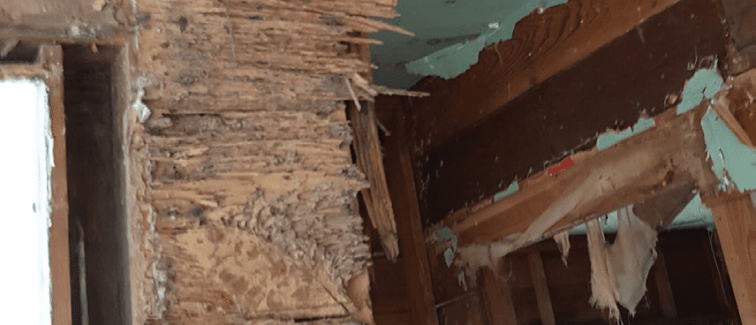 How Damaging are Termites? FAQs | Holder's Pest Solutions