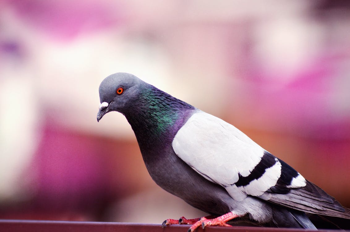 Get Rid of Warehouse Pigeons | Holder's Pest Solutions
