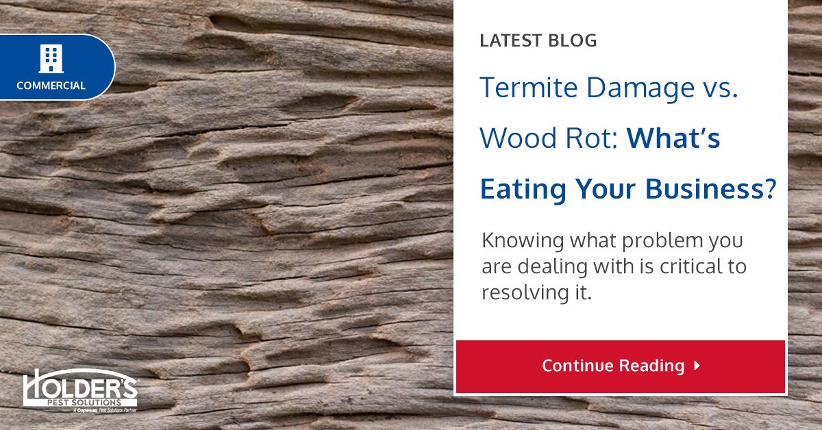 The Difference Between Termites and Wood Rot | Holder's Pest Solutions