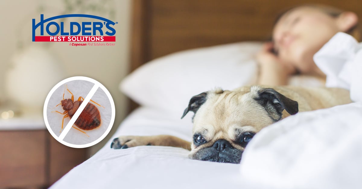 Houston Bed Bug Control Treatment Holder S Pest Solutions