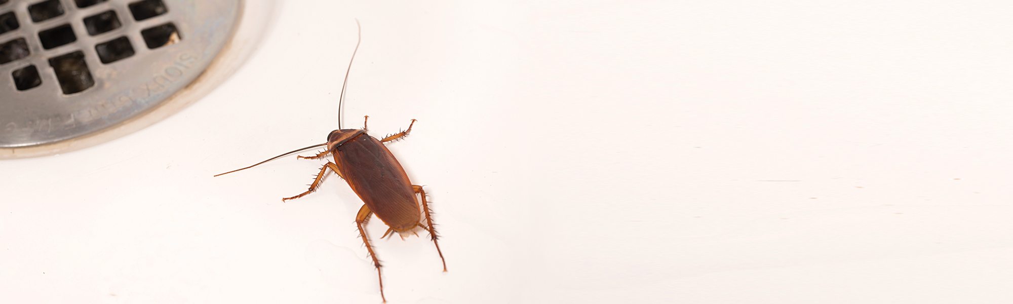 Cockroach Prevention Tips | Roaches in Houston