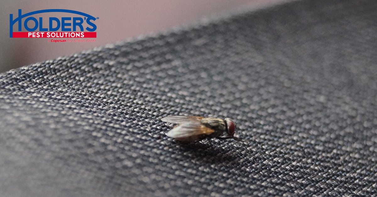 Houston Fly Control | Fly Exterminator | Holder's Pest Solutions