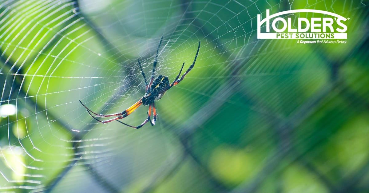 Spider Control In Houston | Holder's Pest Solutions