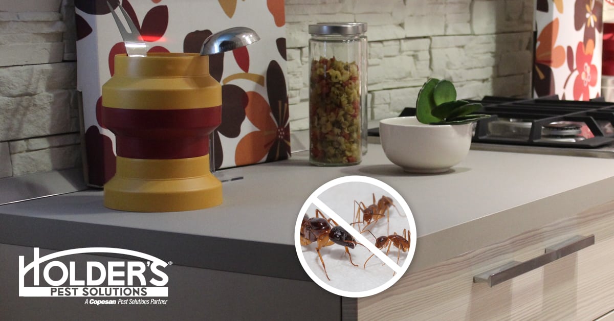 Houston Ant Control | Ant Exterminator | Holder's Pest Solutions
