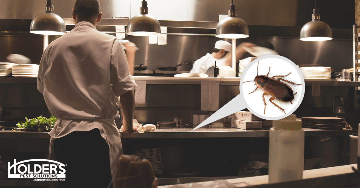 Why Do Cockroaches Love Restaurants? | Roaches and Restaurants